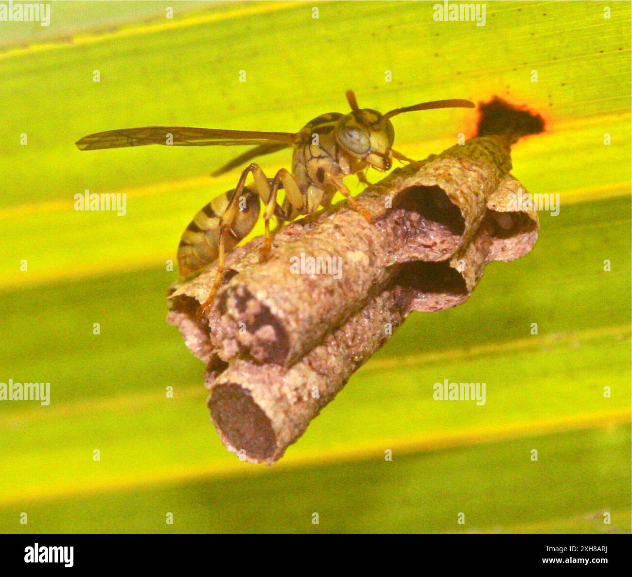 (Mischocyttarus basimacula) Bocas Del Toro, Bocas Del Toro, Bocas Del ...
