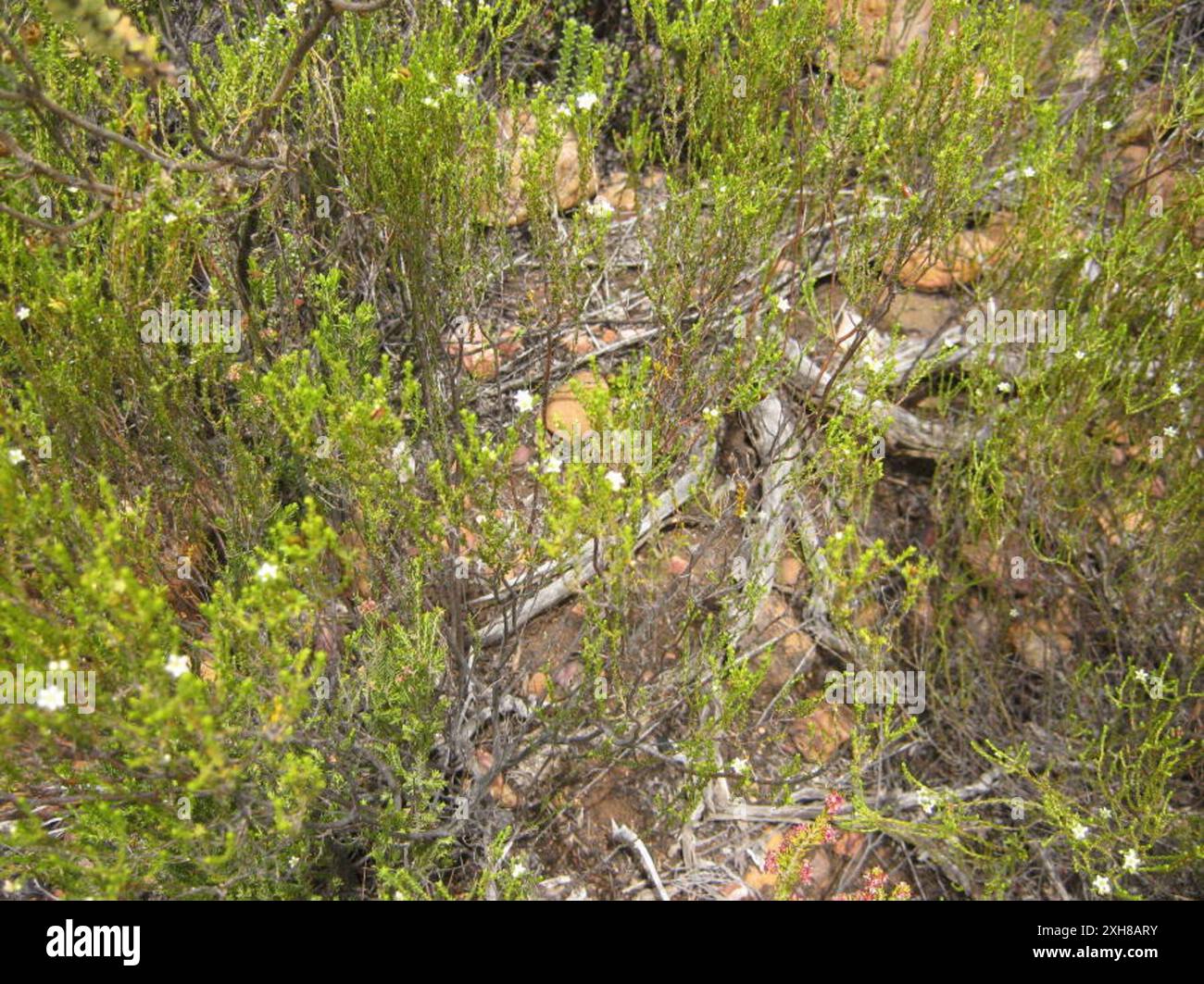 Gum Bitterbuchu (Diosma prama) Blue Hill in the Kouga Mts Stock Photo ...