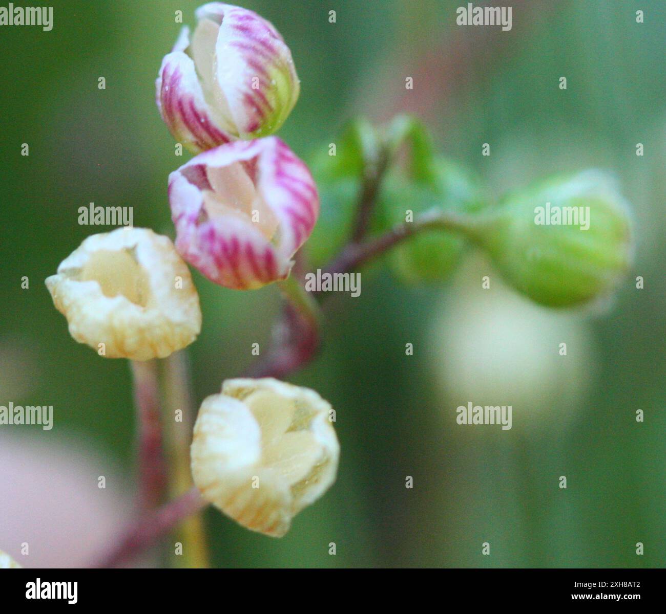Narrow-leaved Montia (Montia linearis) sagehen creek fieldstation Stock ...