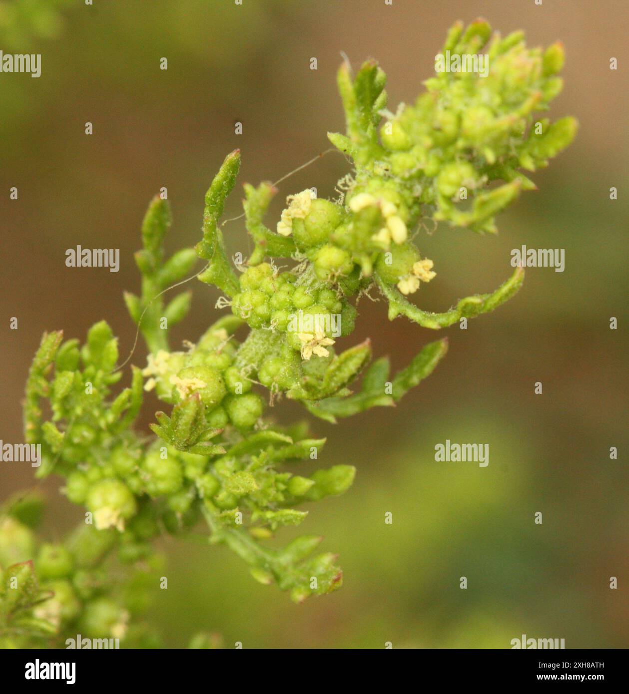cutleaf goosefoot (Dysphania multifida) San Francisco, California ...