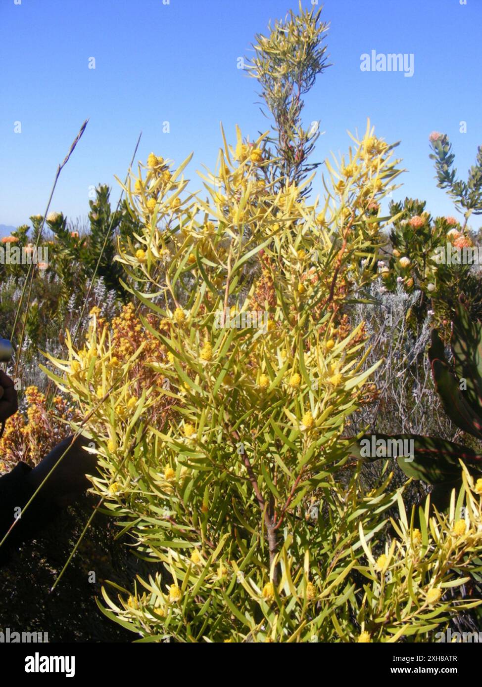 Gumleaf Conebush (Leucadendron eucalyptifolium) Rooiberg in the Gamka ...