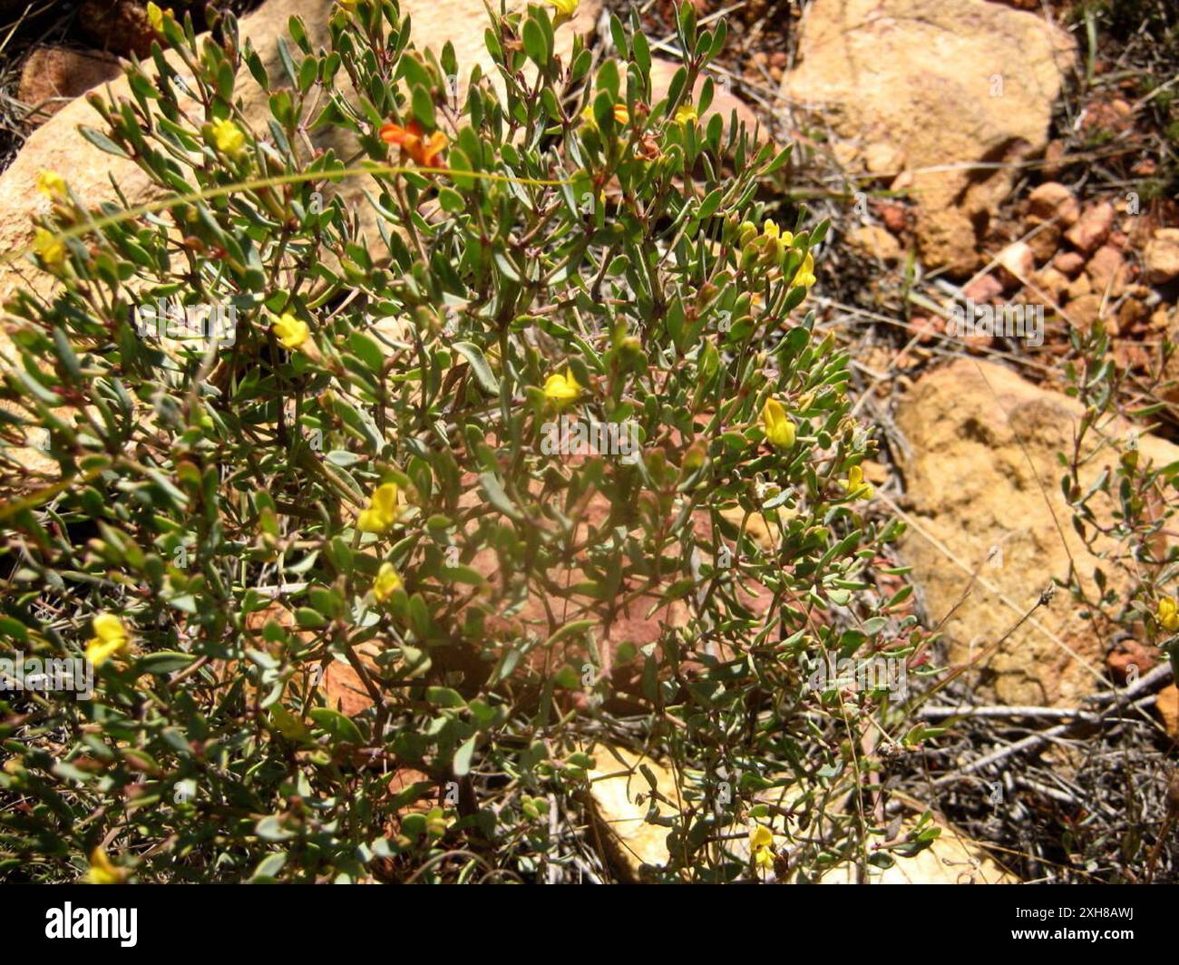 Common Cape Widowpea (Rafnia capensis capensis) Camferskloof in the ...