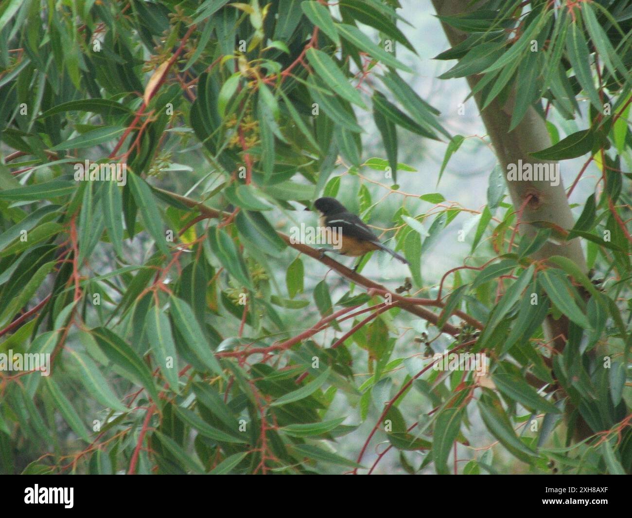 Cape Boubou (Laniarius ferrugineus ferrugineus) Hawequas Scout Ranch ...