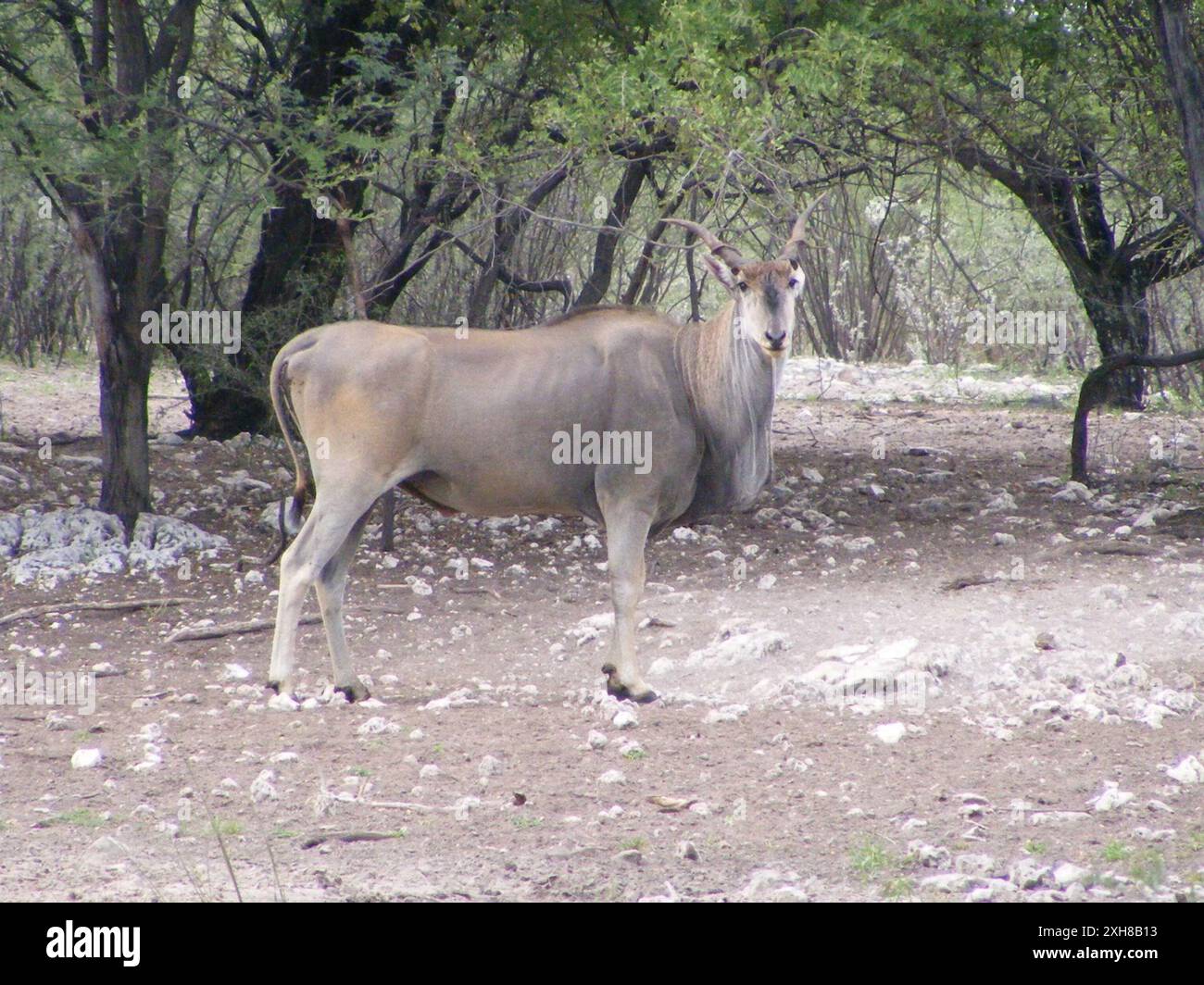 Cape Eland (Tragelaphus oryx oryx) A 3, Ghanzi: Thakadu reserve Stock ...
