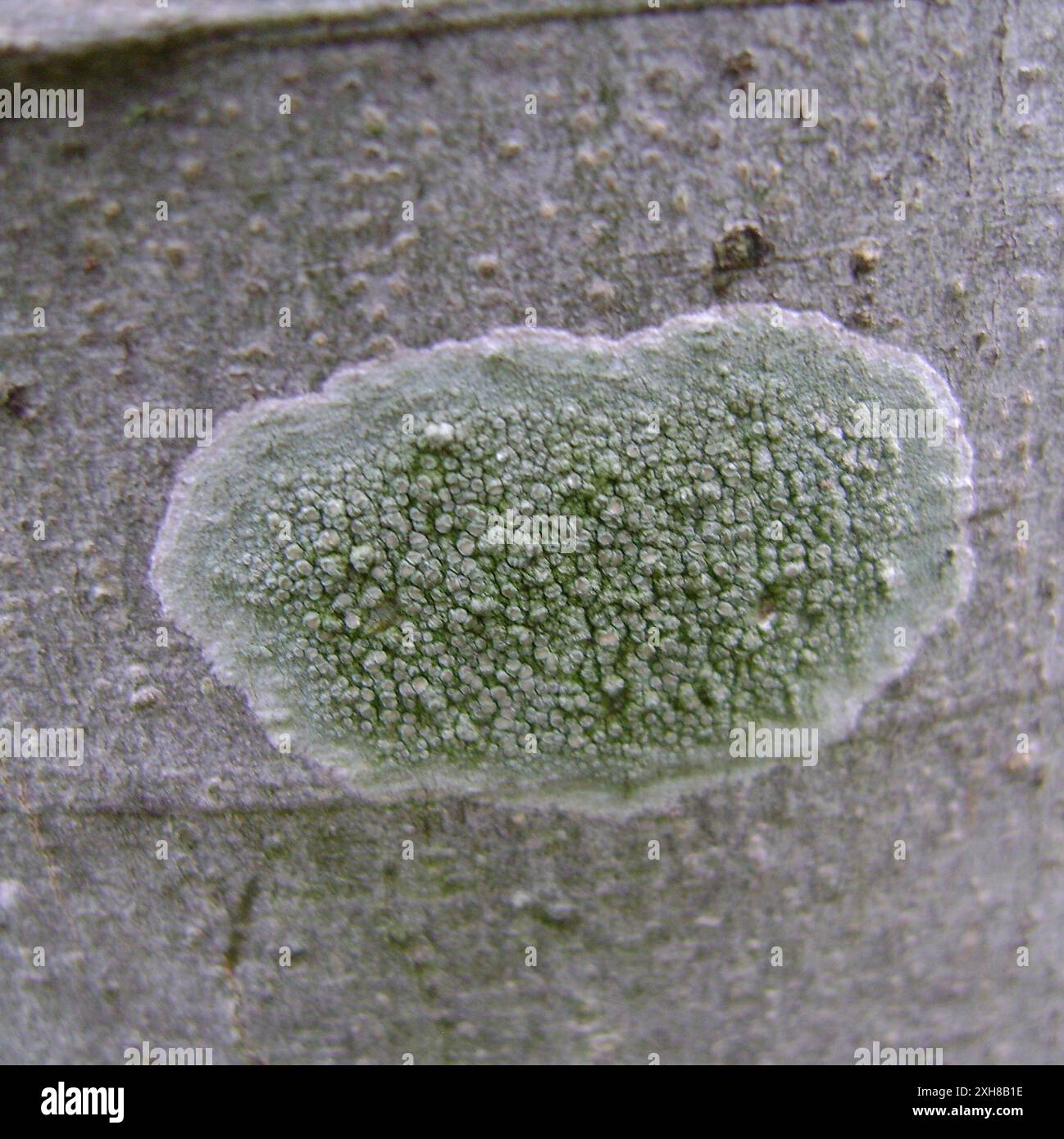 Roodeplaat hi-res stock photography and images - Alamy
