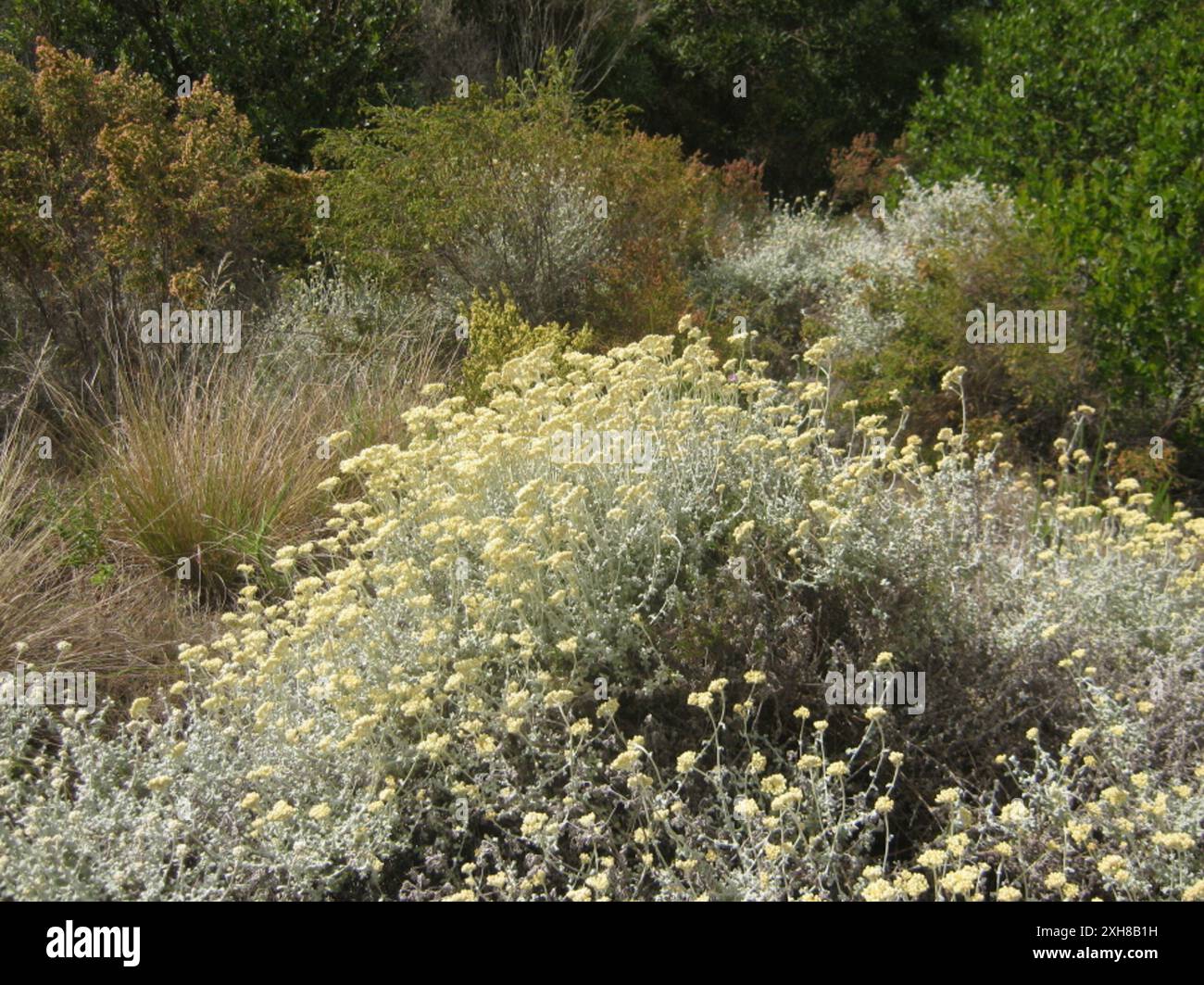 Honey Everlasting (Helichrysum patulum) Herolds Bay Cliff Paths Stock ...