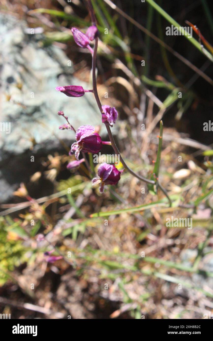 most beautiful jewelflower (Streptanthus glandulosus glandulosus ...