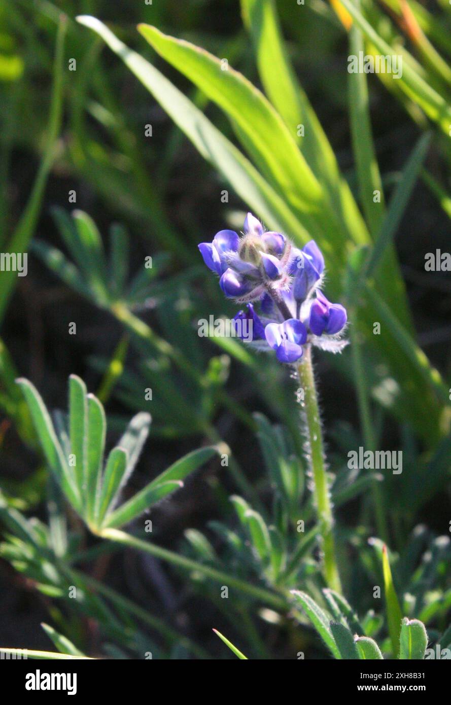 Miniature Lupine (Lupinus bicolor) San Carlos, California, United ...