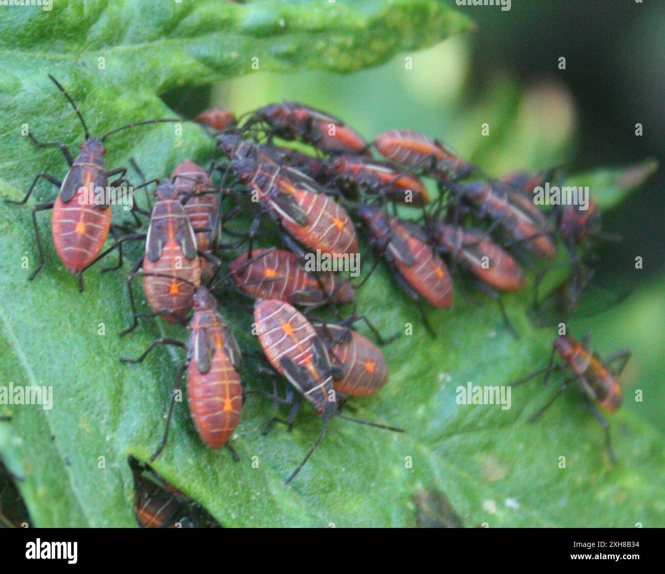 Western Boxelder Bug (Boisea rubrolineata) Healdsburg Stock Photo - Alamy
