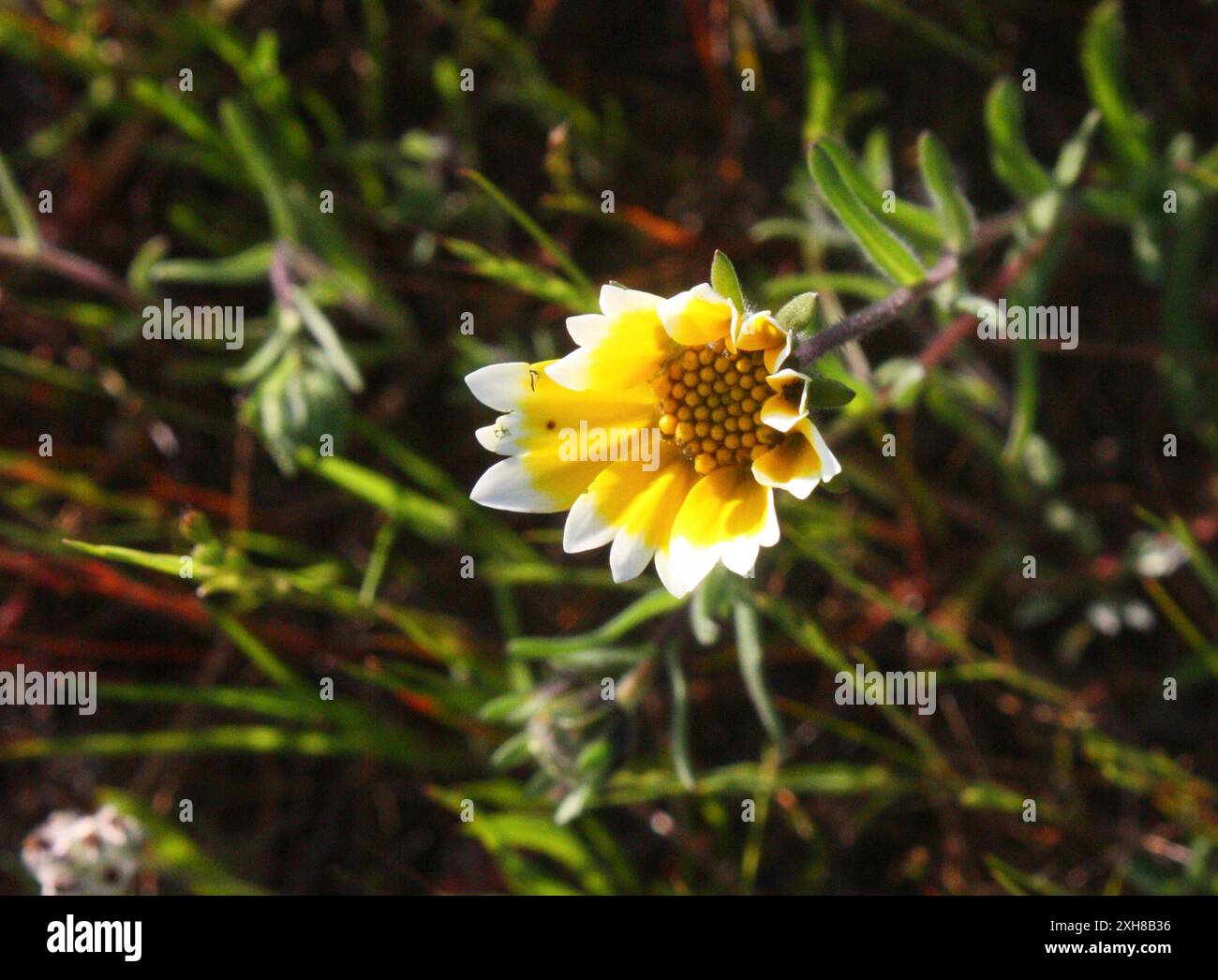 tidy tips (Layia platyglossa) San Carlos, California, United States ...