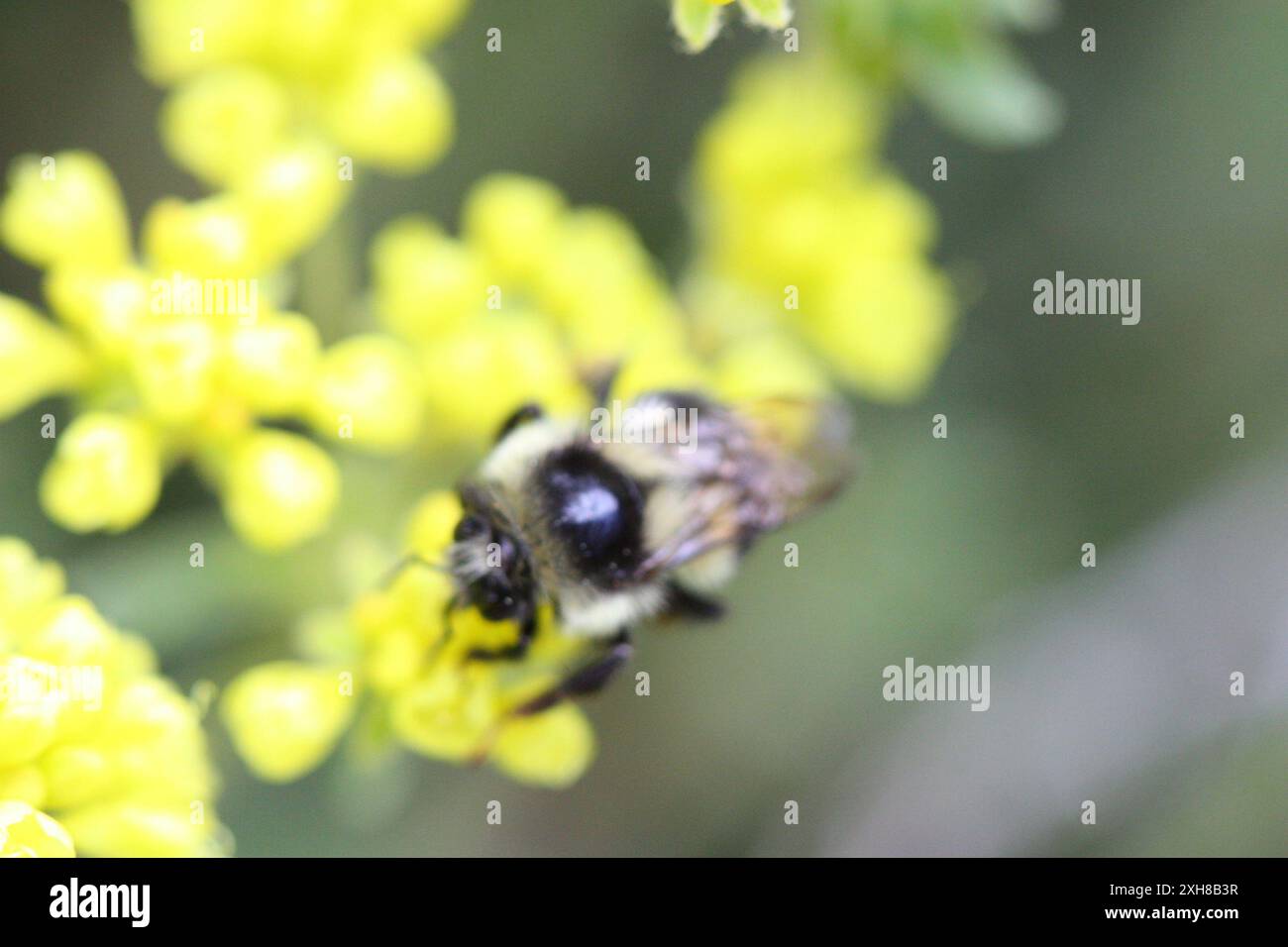 Nearctic Bumble Bee (Bombus vancouverensis nearcticus) sagehen creek ...
