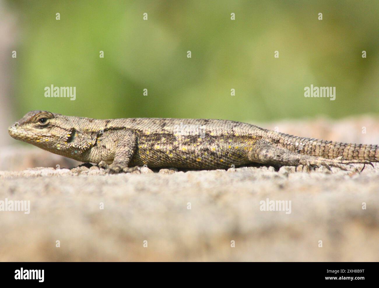Graphic Spiny Lizard (Sceloporus grammicus) Mexico Stock Photo - Alamy