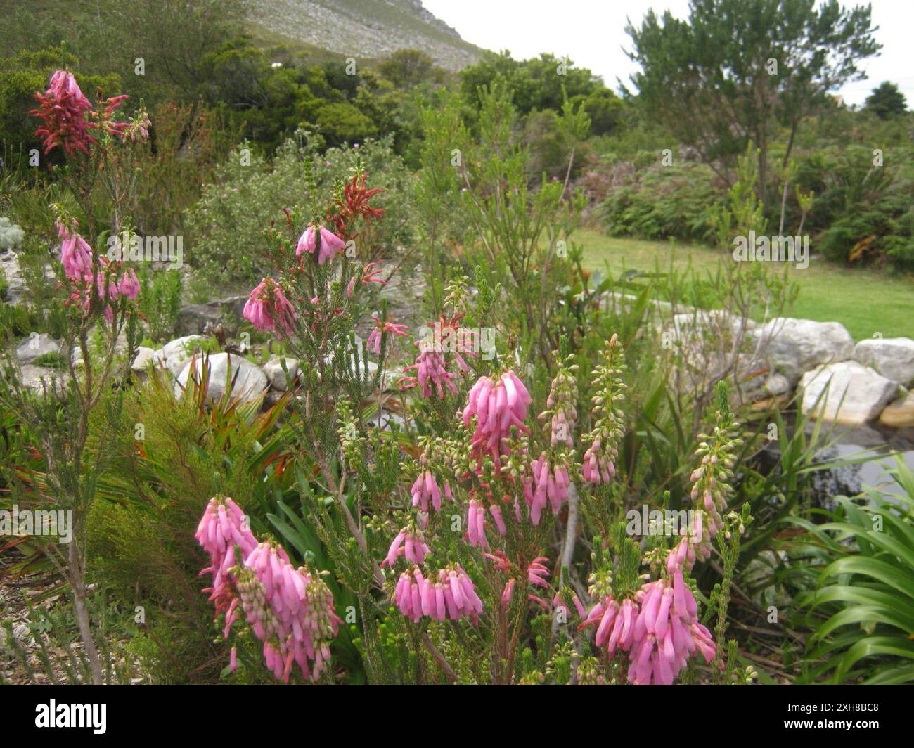 Ninepin Heath (Erica mammosa) Harold Porter Gardens Stock Photo - Alamy