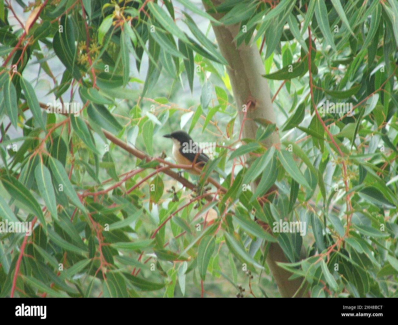 Cape Boubou (Laniarius ferrugineus ferrugineus) Hawequas Scout Ranch ...