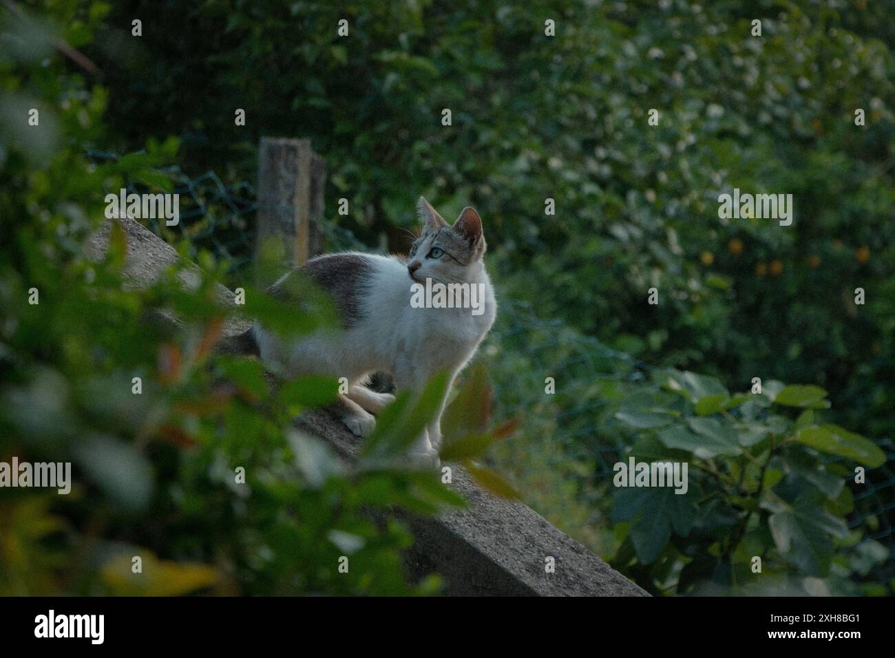 Beautiful photograph stray cat hi-res stock photography and images - Alamy