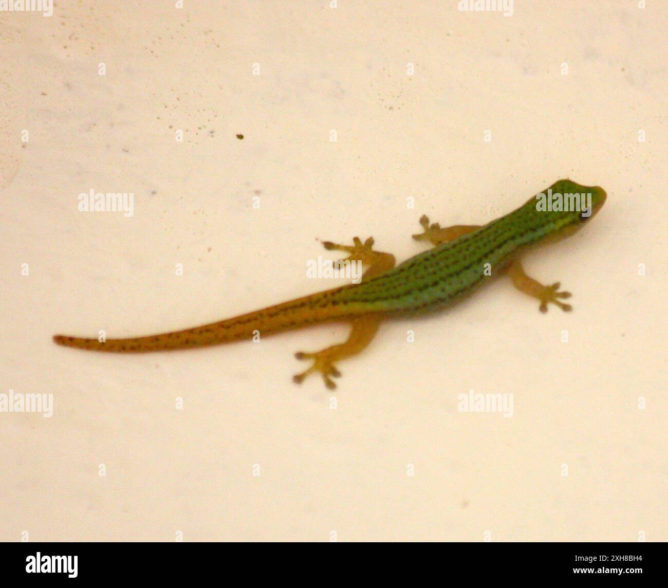 Cameroon Dwarf Gecko (Lygodactylus conraui) Parc Nacional Tai Stock ...