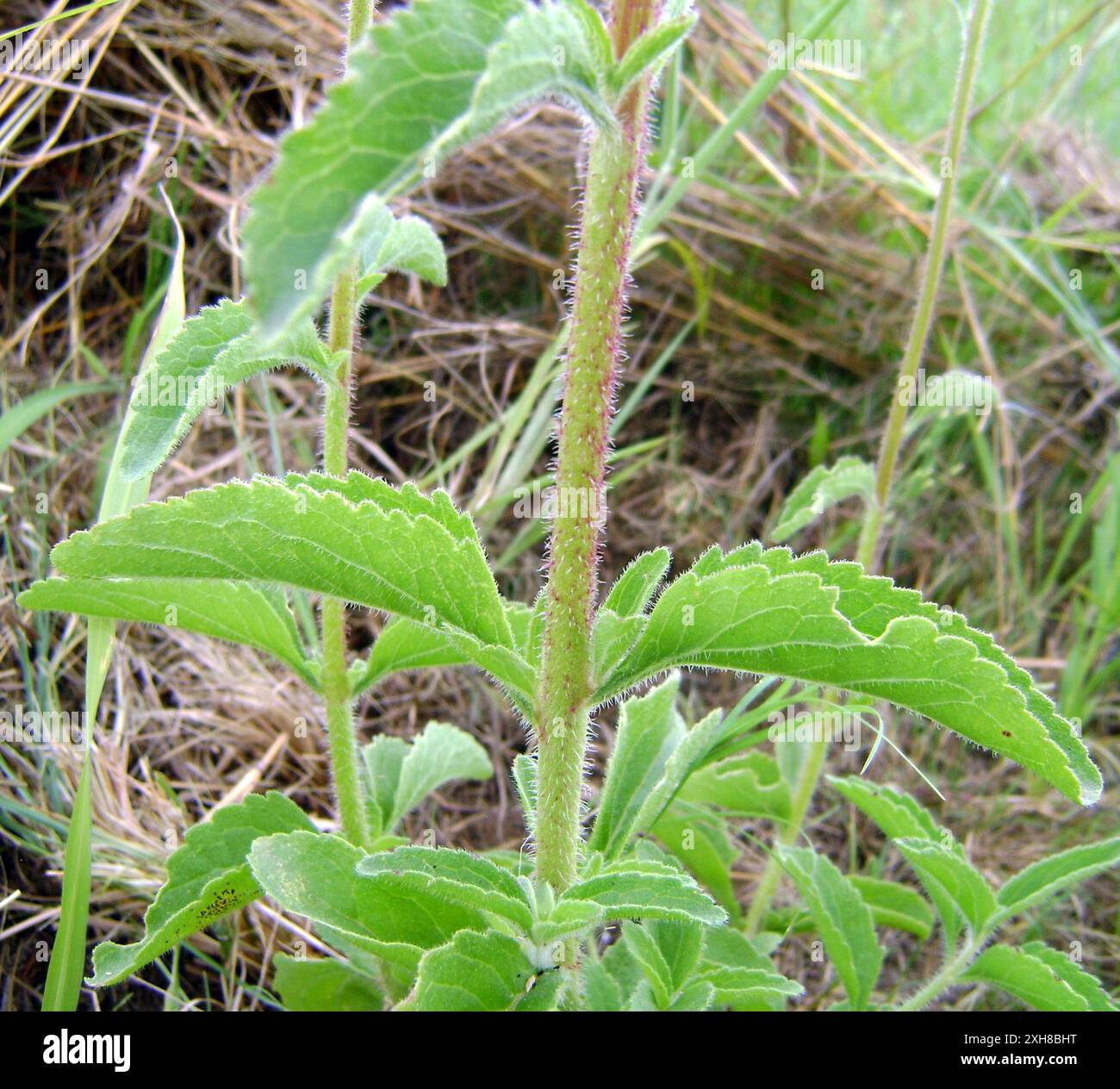 Roodeplaat hi-res stock photography and images - Alamy