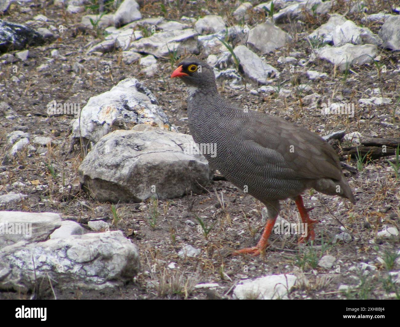 Red-billed Spurfowl (Pternistis adspersus) A 3, Ghanzi: Thakadu reserve ...