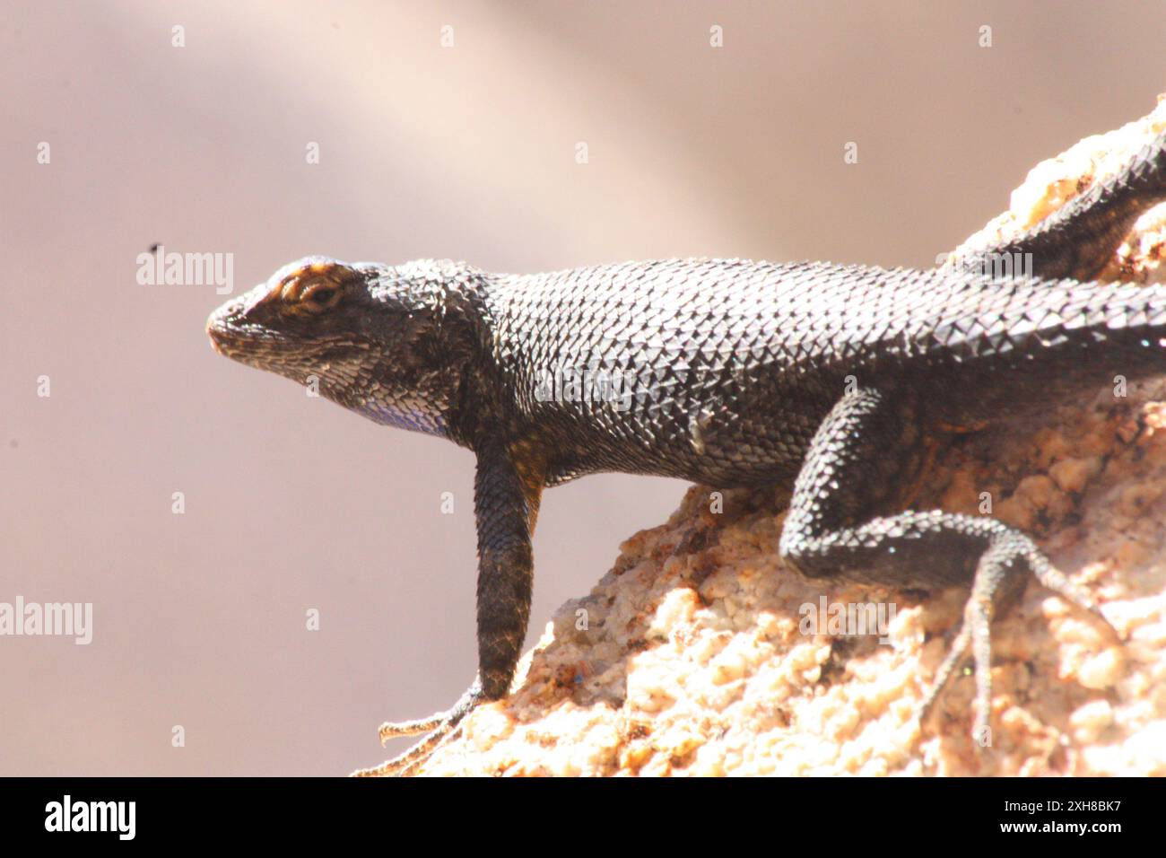 Great Basin Fence Lizard (Sceloporus occidentalis longipes) Barker Dam ...