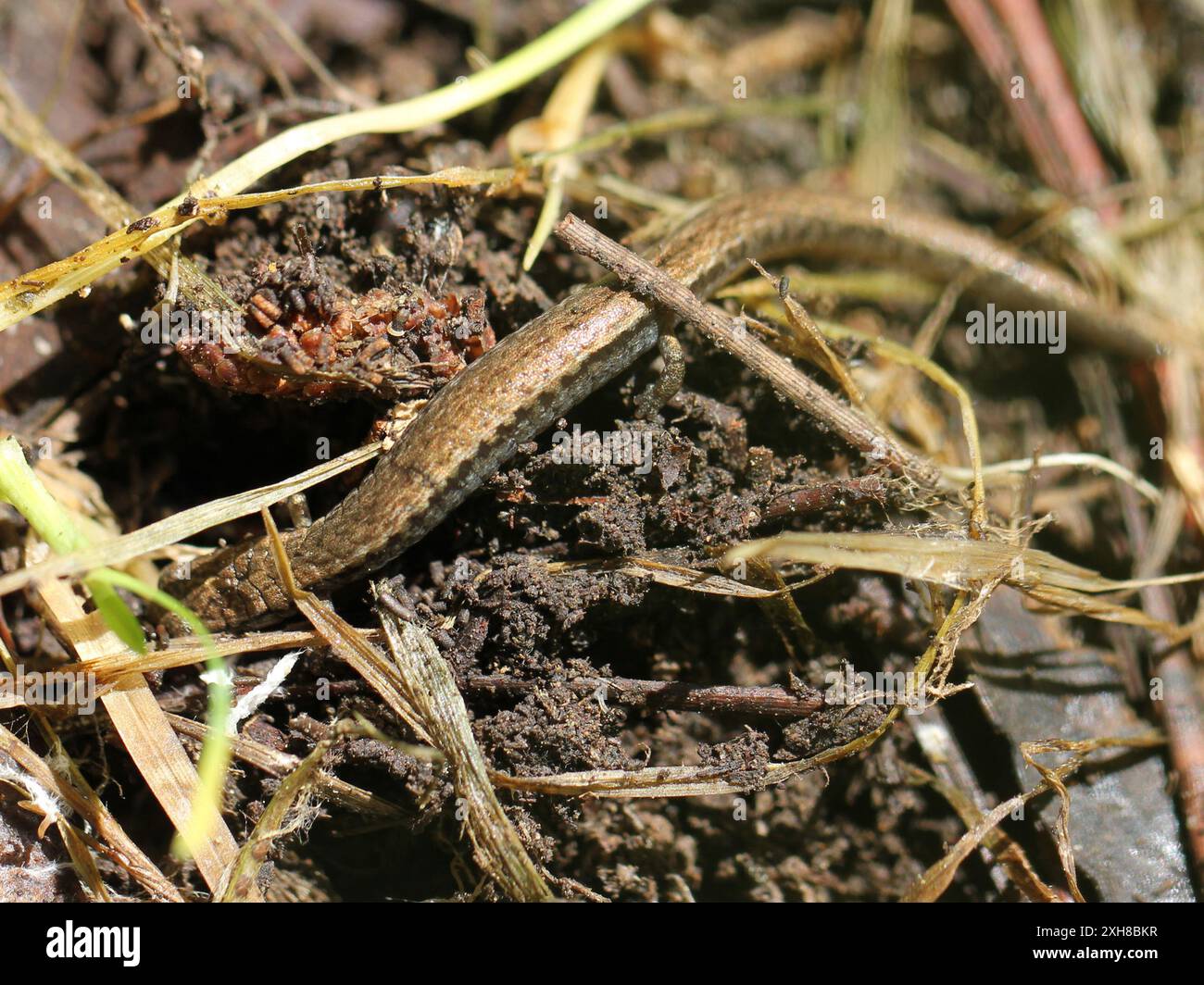 California Slender Salamander (Batrachoseps attenuatus) McLaren Park ...