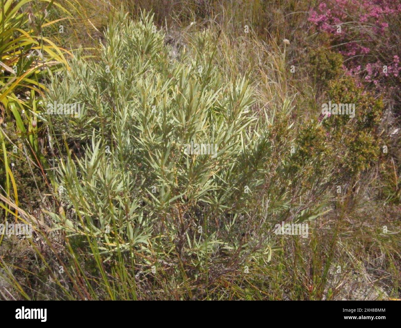 Common Sillyberry (Grubbia tomentosa) Kristalkloof Hut in the Langeberg ...