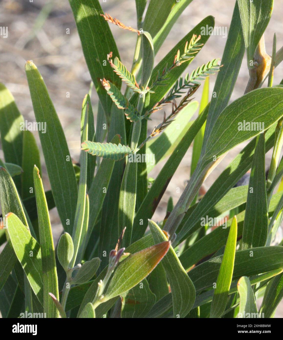 blackwood (Acacia melanoxylon) 94124, San Francisco, CA, US Stock Photo ...