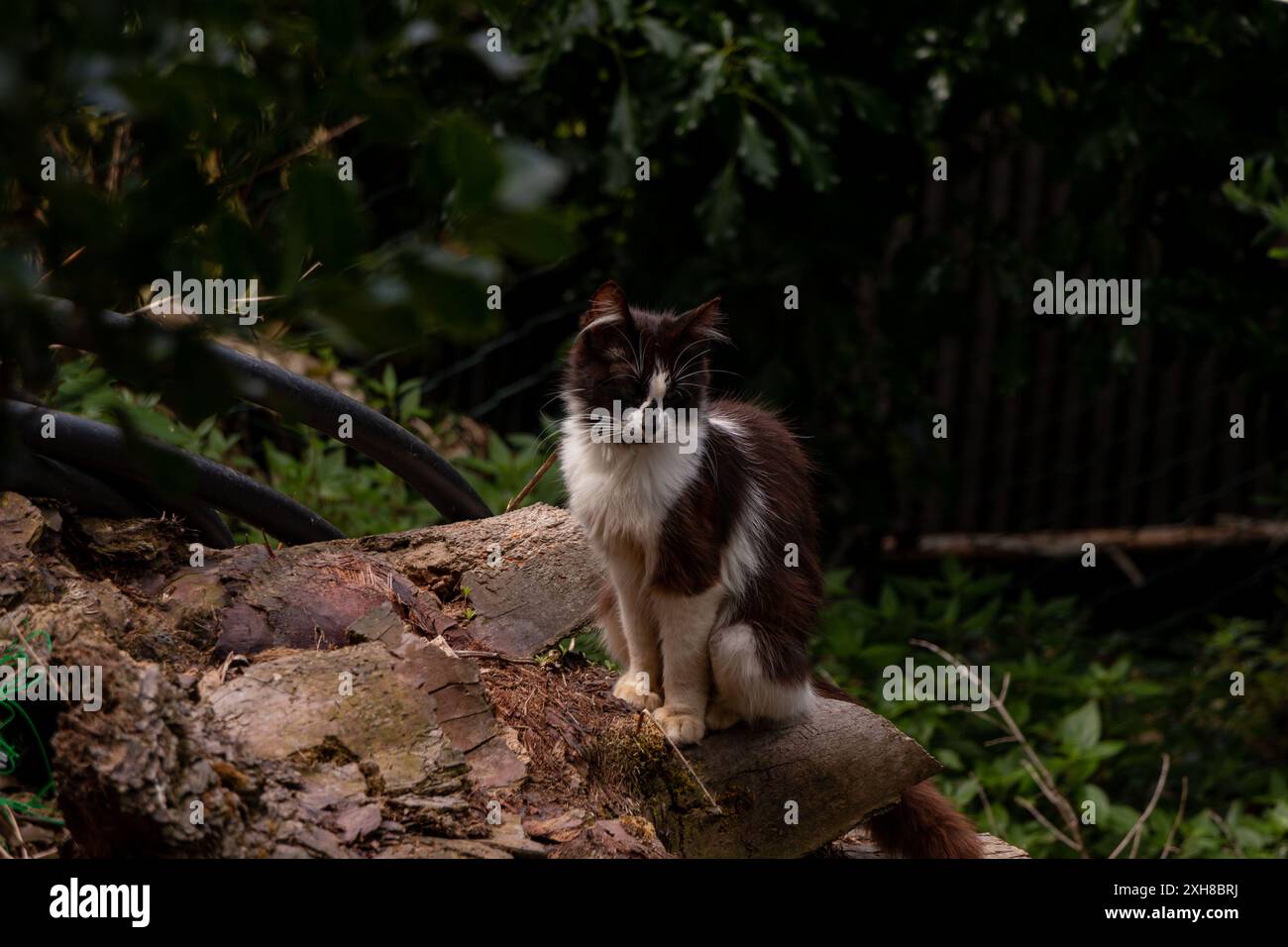 Beautiful photograph stray cat hi-res stock photography and images - Alamy