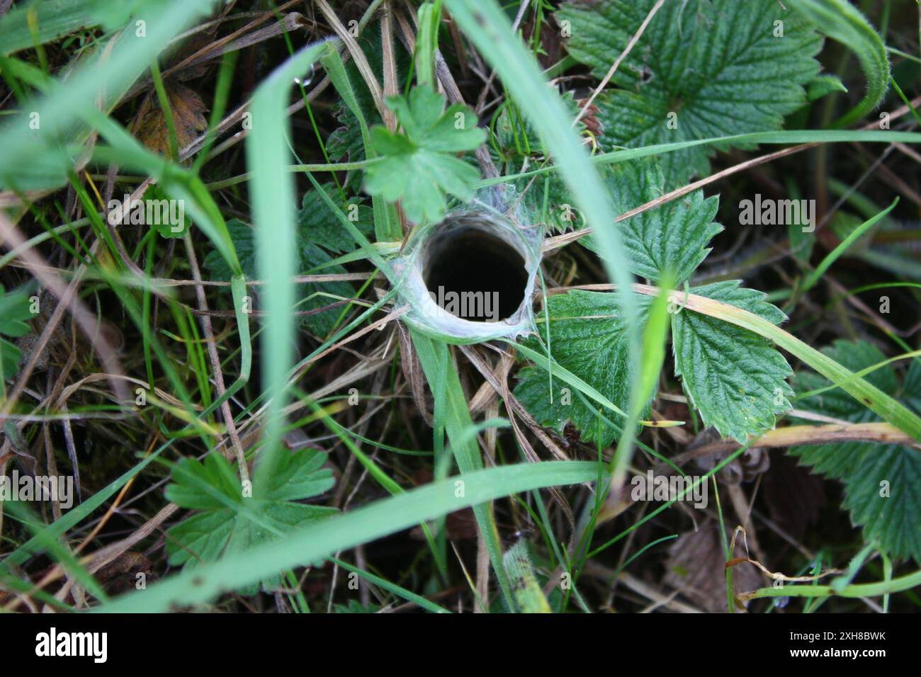 California Turret Spider (Atypoides riversi) san bruno mountain Stock ...