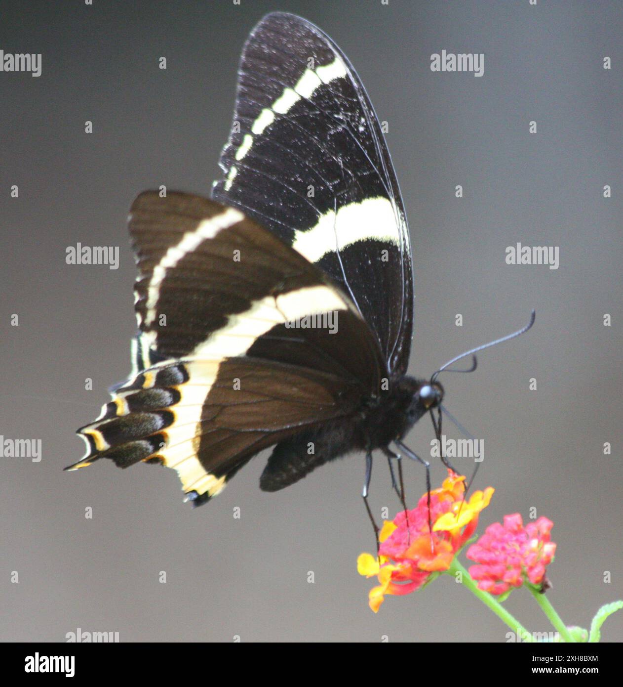 Magnificent Swallowtail (Papilio garamas) Mexico City, Distrito Federal ...