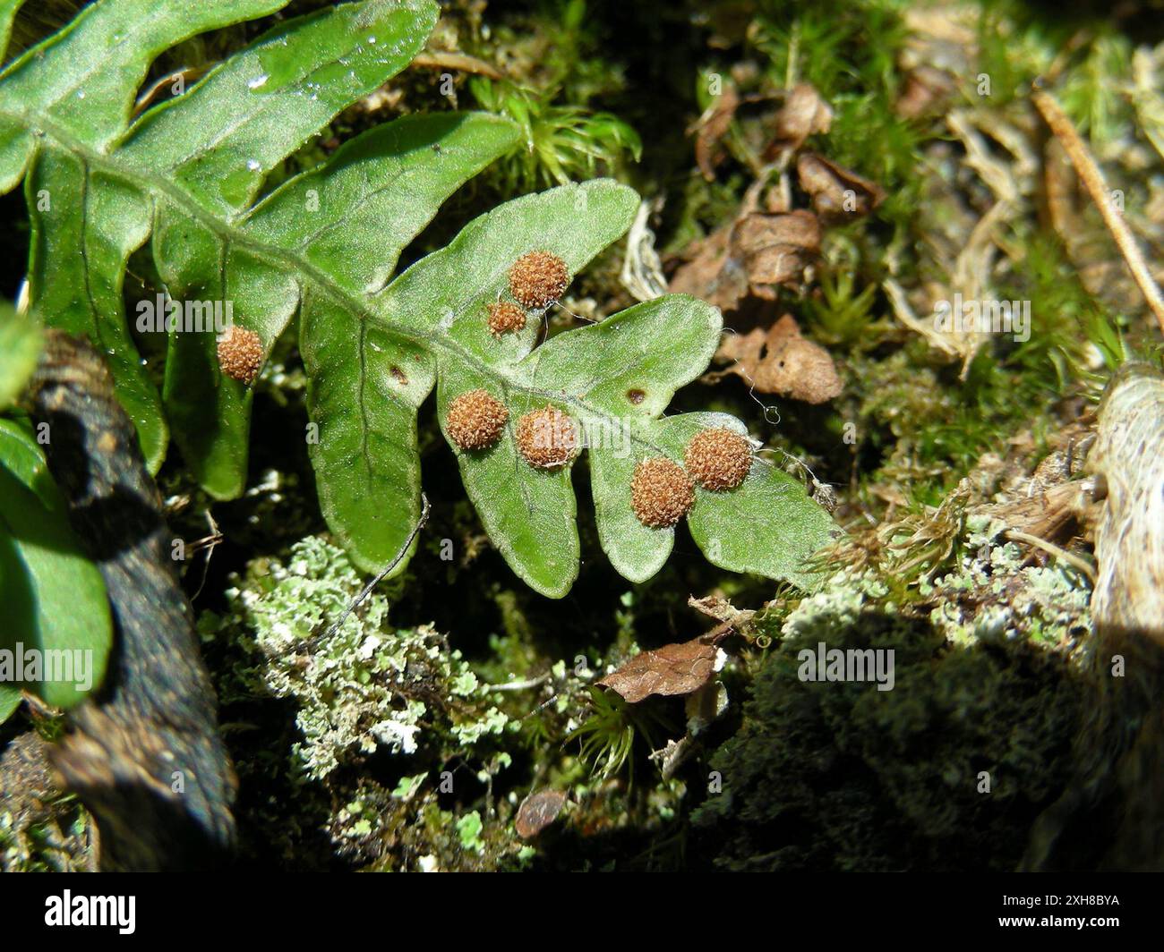 rock polypody (Polypodium virginianum) Woodstock, Vermont, United ...