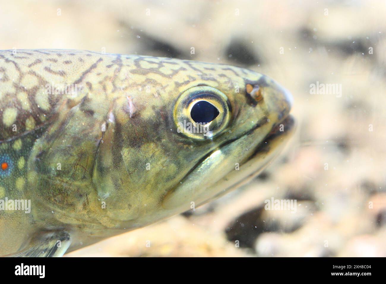 Brook Trout (Salvelinus fontinalis) sagehen creek fieldstation Stock ...