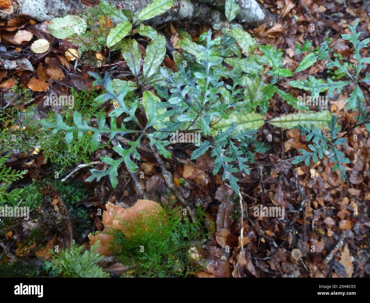 Waiuta big river track hi-res stock photography and images - Alamy