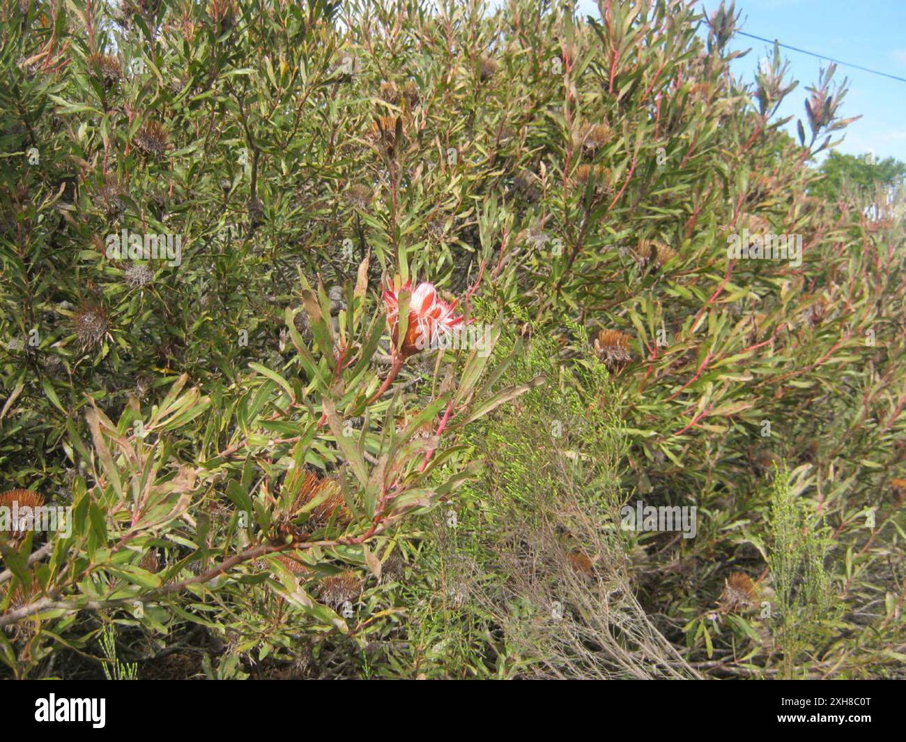 Protea susannae hi-res stock photography and images - Alamy