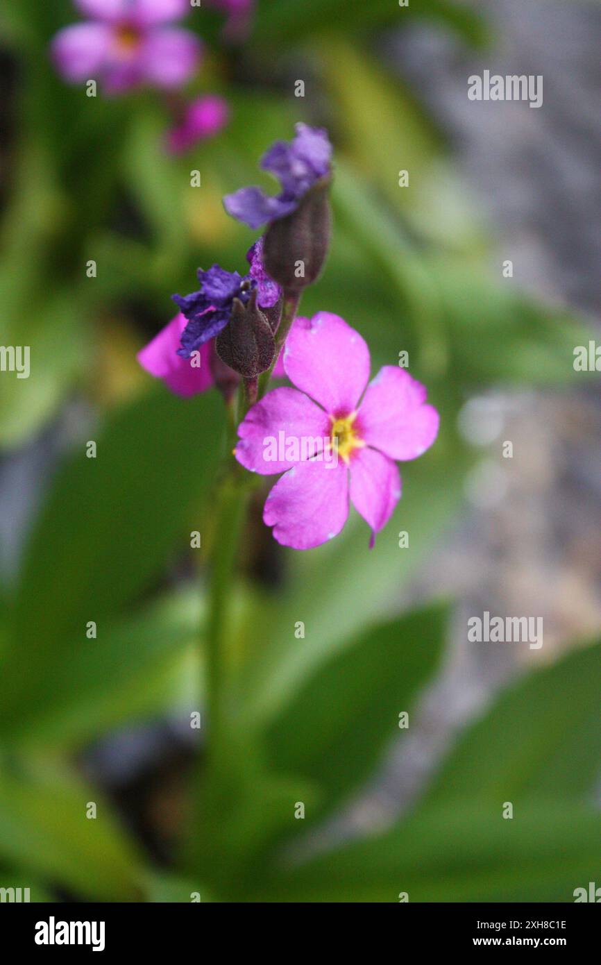 Parry's primrose (Primula parryi) , rocky mountain national park Stock ...