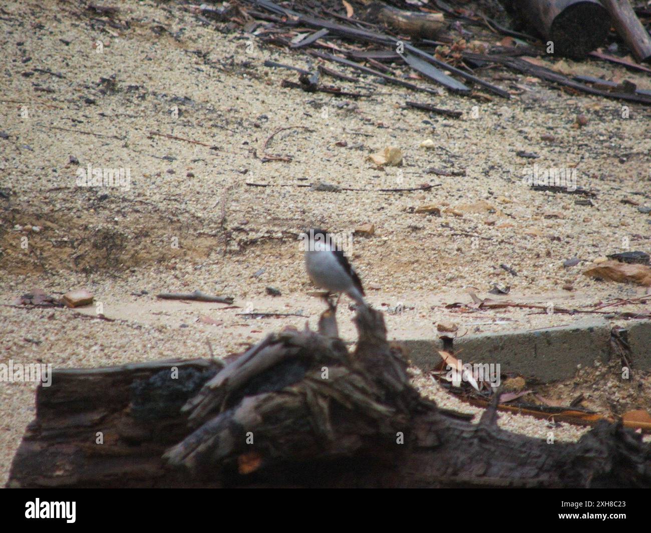 Fiscal Flycatcher (Melaenornis silens) Hawequas Scout Ranch: Hawequas ...
