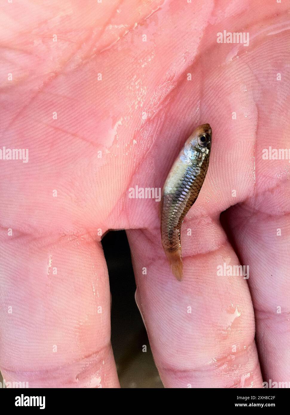 rainwater killifish (Lucania parva) , San Jose, California, United ...