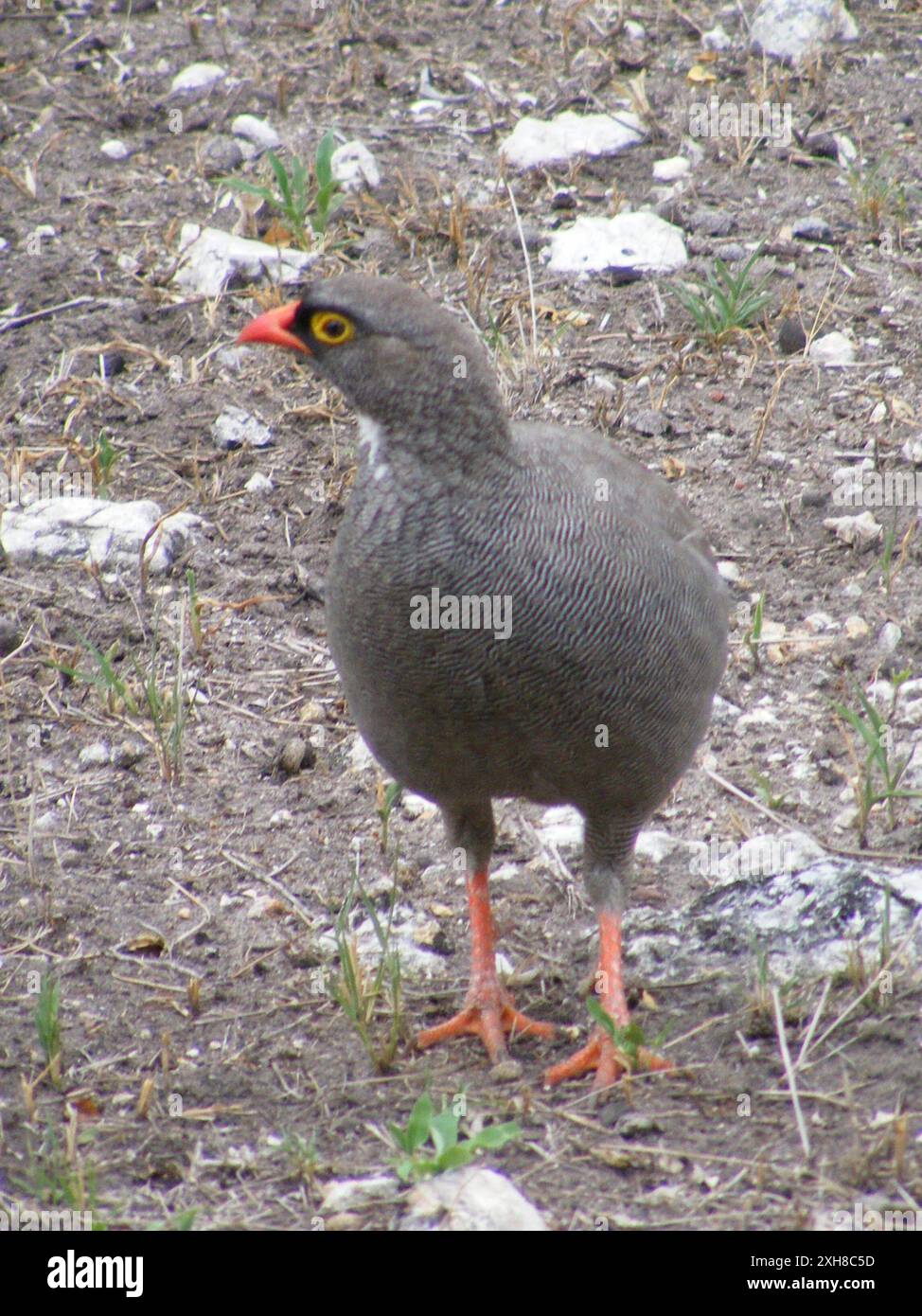 Red-billed Spurfowl (Pternistis adspersus) A 3, Ghanzi: Thakadu reserve ...