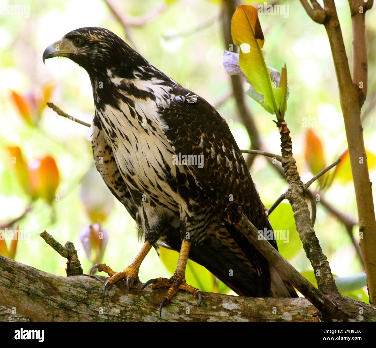 Common Black Hawk (Buteogallus anthracinus) Isla Colon Stock Photo - Alamy