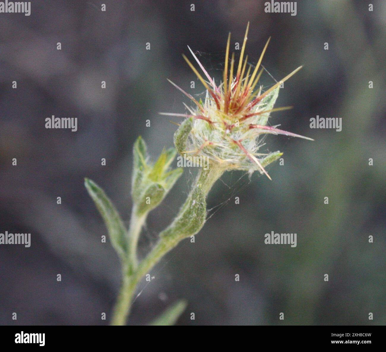 Maltese star-thistle (Centaurea melitensis) Sky Londa, California ...