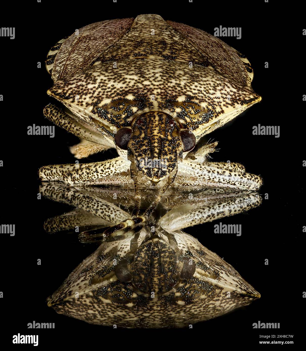 Brown Marmorated Stink Bug (Halyomorpha halys) Prince George's County ...