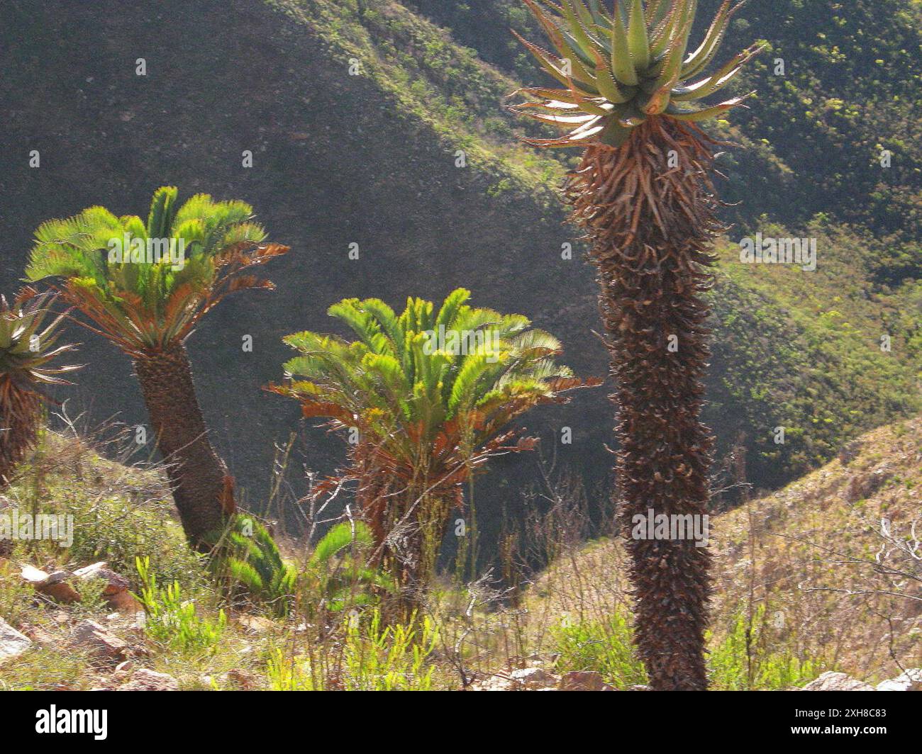 Suurberg hi-res stock photography and images - Alamy