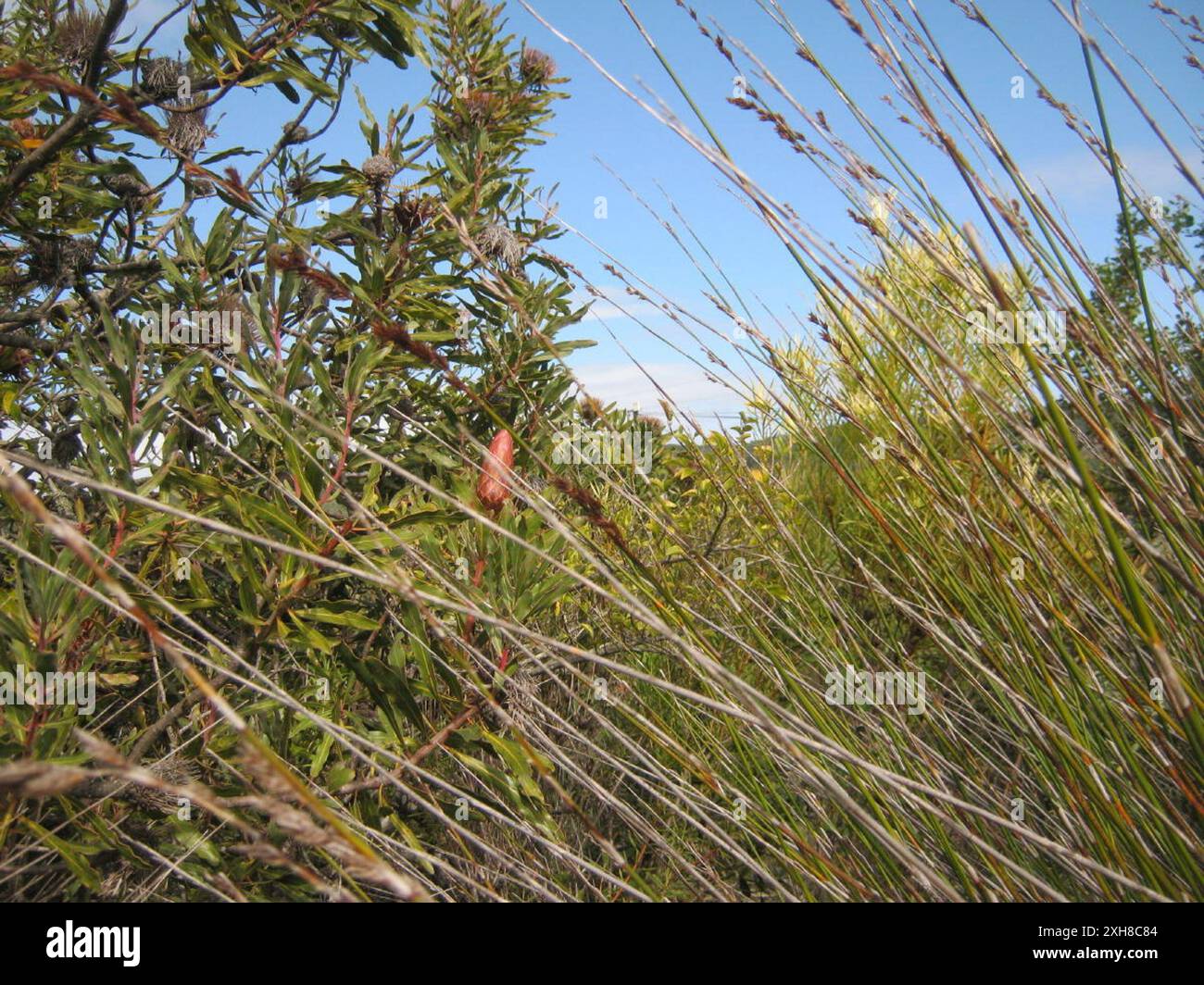 Protea susannae hi-res stock photography and images - Alamy