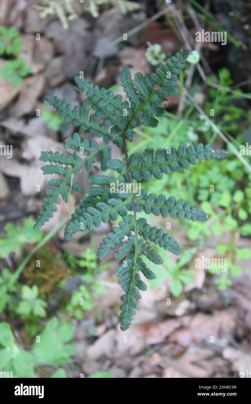 goldback fern (Pentagramma triangularis) Bothe State Park Stock Photo ...