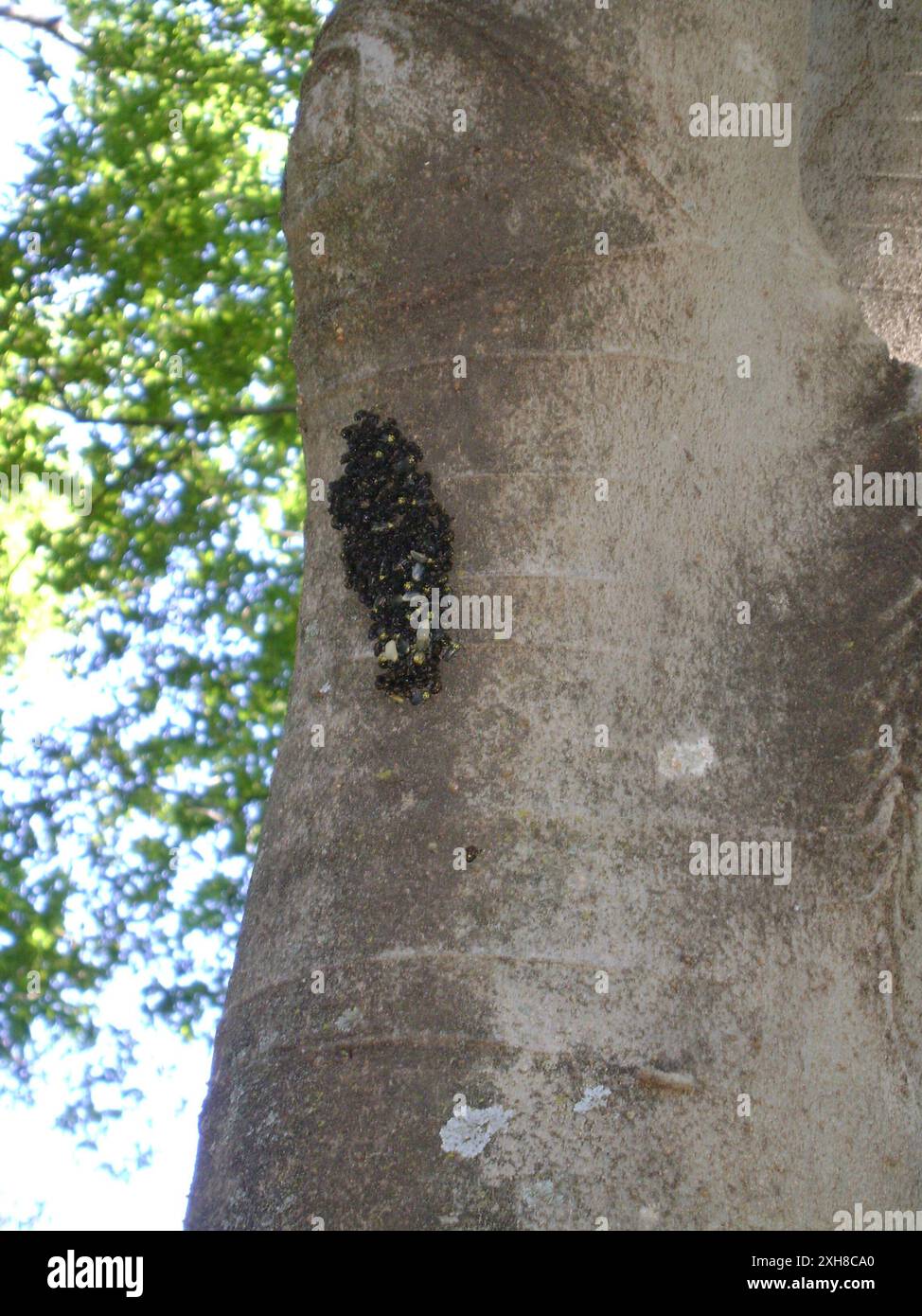 Stinkwood Leaf Beetles (Megaleruca) , Roodeplaat Farm (ARC), NE of ...