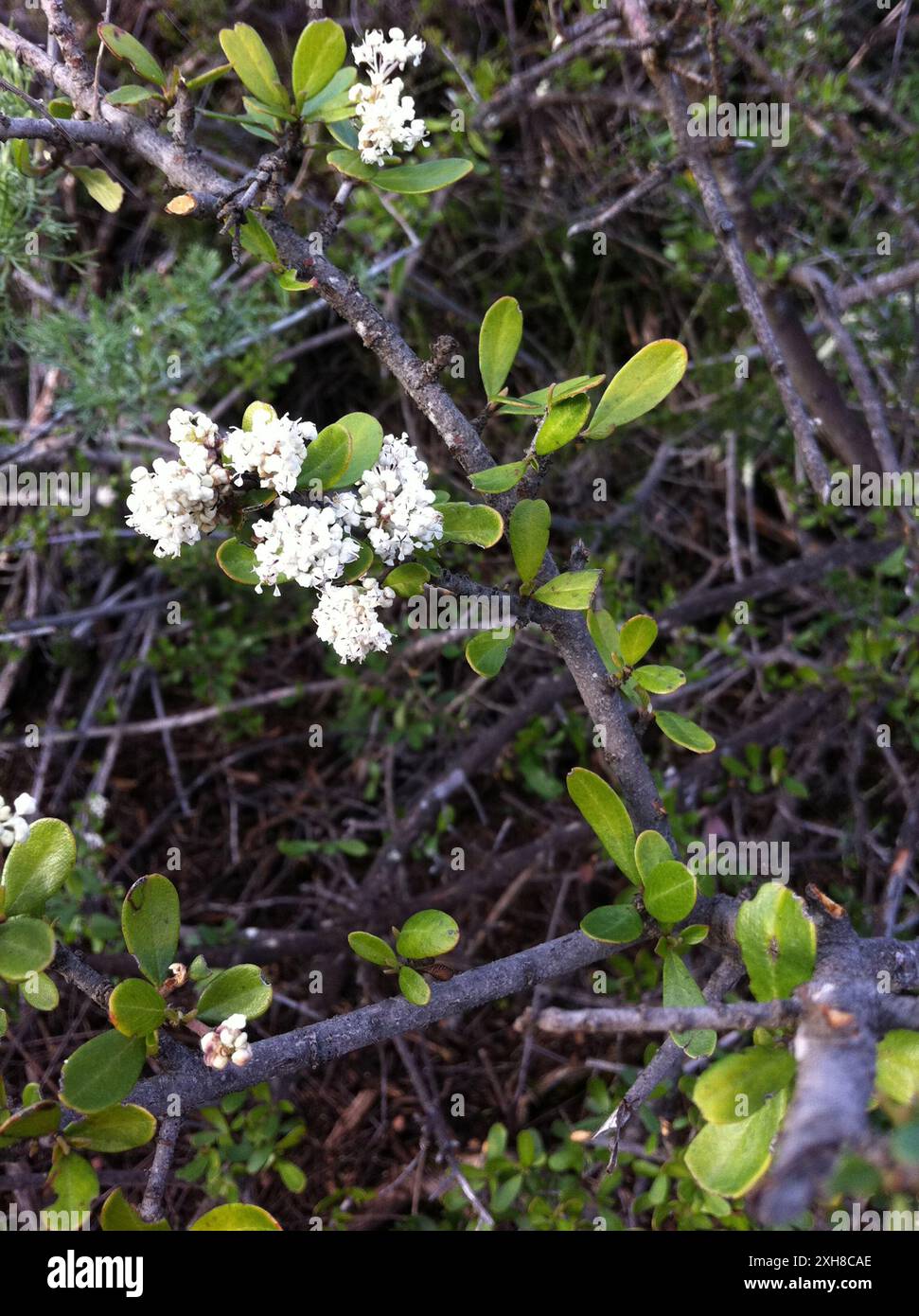 Buckbrush (Ceanothus cuneatus) , 178 Pinon Dr, Portola Valley, CA 94028 ...