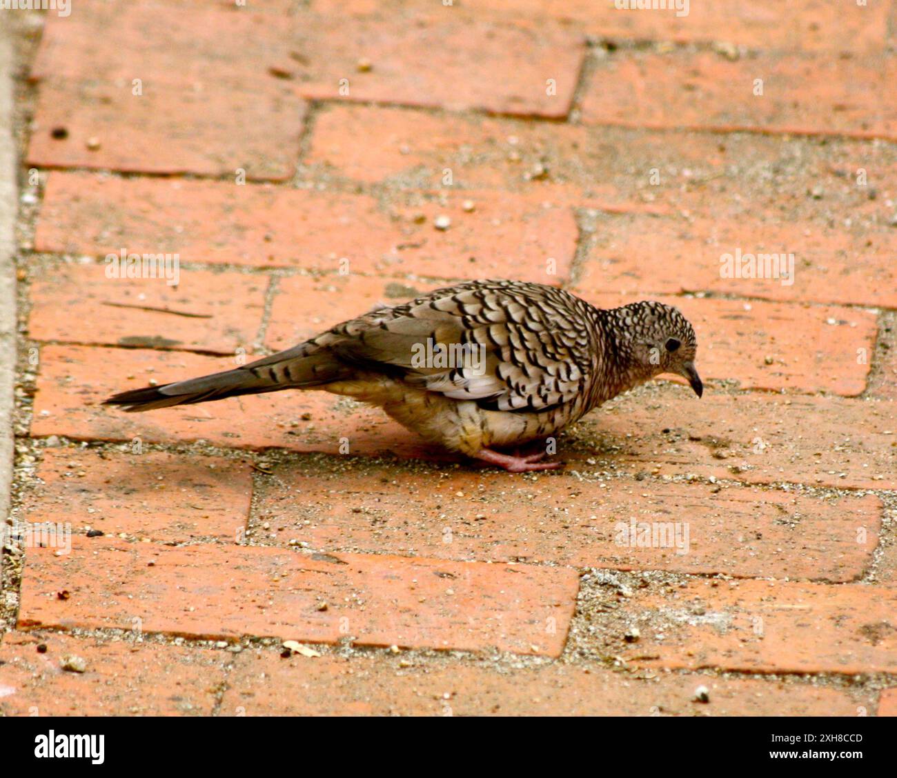 Scaled Dove (Columbina squammata) Simón Bolívar International Airport ...