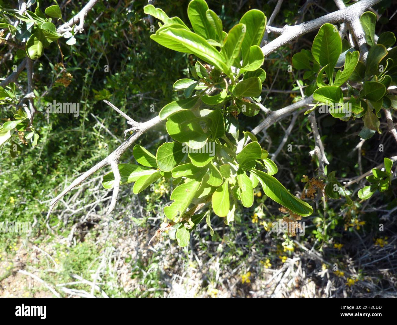 Thorn Currantrhus (Searsia longispina) Min Water in the Little Karoo ...