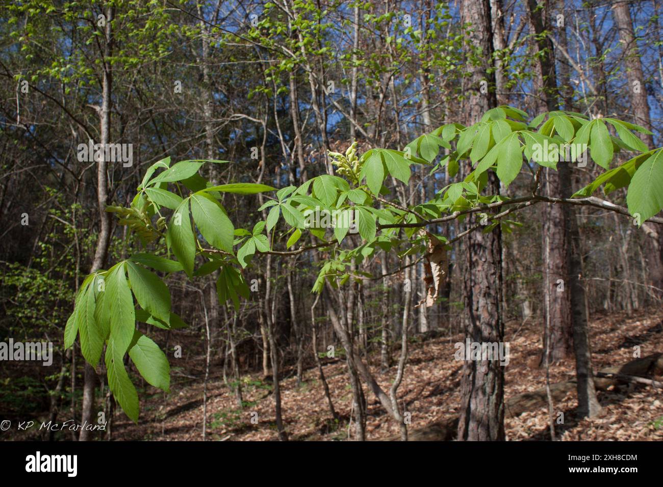 painted buckeye (Aesculus sylvatica) Raleigh, North Carolina, United ...