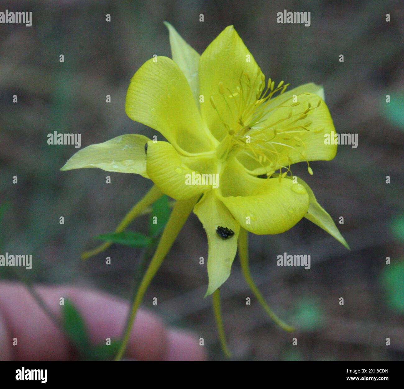 golden columbine (Aquilegia chrysantha) Flagstaff arboretum Stock Photo ...