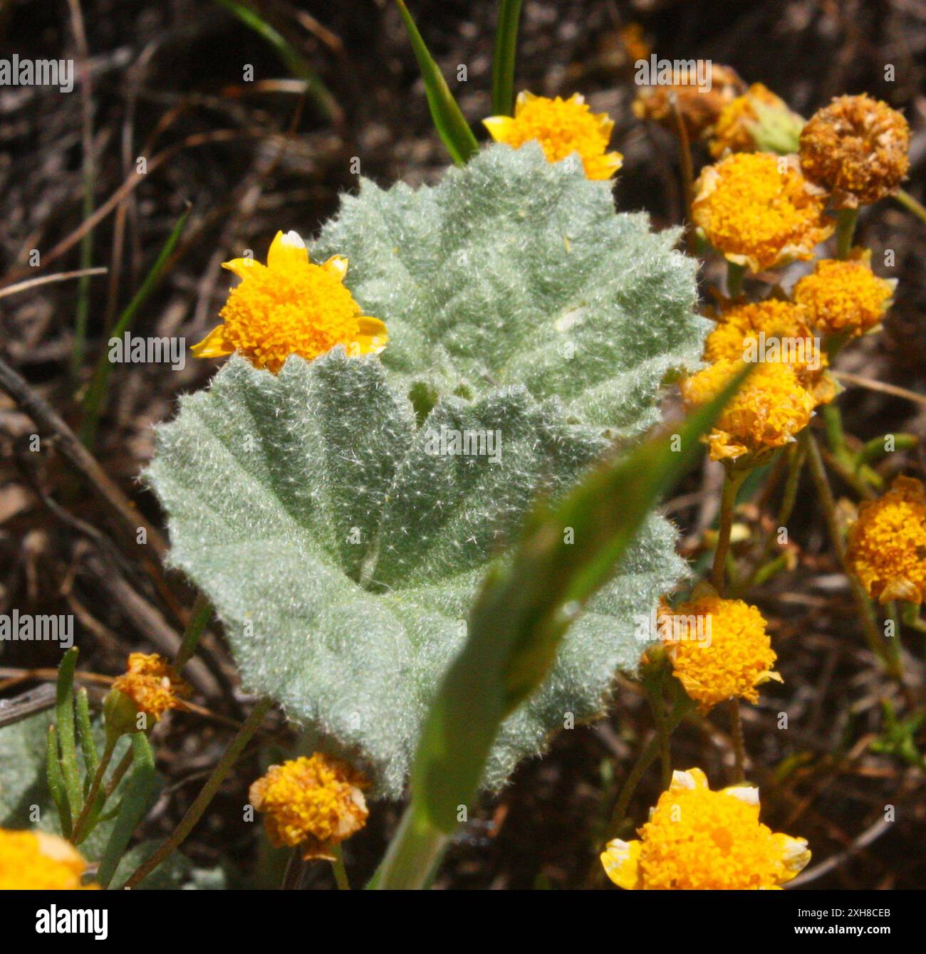 Alkali mallow malvella leprosa hi-res stock photography and images - Alamy